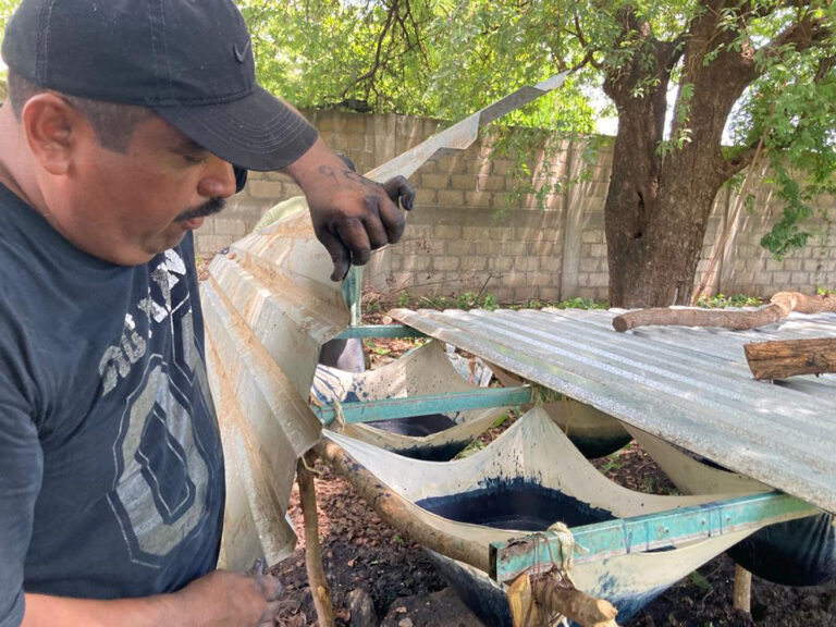 El Añil, “el oro azul” que produce Niltepec Oaxaca para el mundo - Pie ...