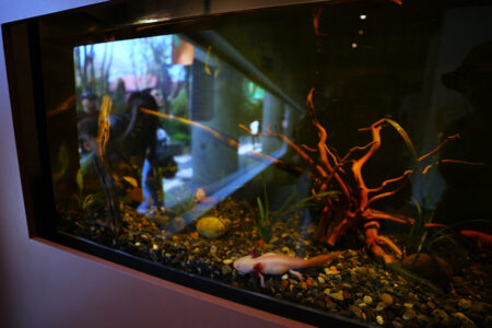 Museo del axolote: de zoológico a centro de conservación - Pie de Página