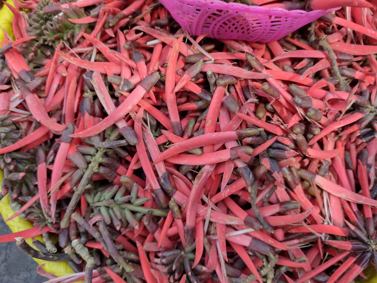 El colorín, la flor prehispánica ligada a la cocina ancestral mexicana ...