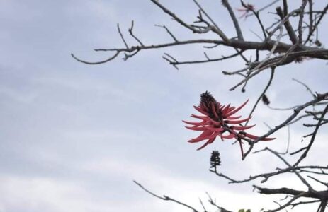 El colorín, la flor prehispánica ligada a la cocina ancestral mexicana ...