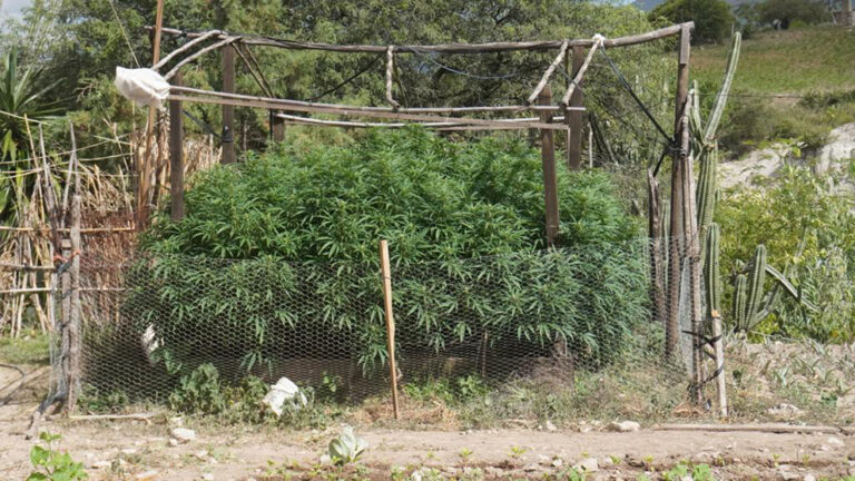 Las curanderas oaxaqueñas que cultivan cannabis - Pie de Página