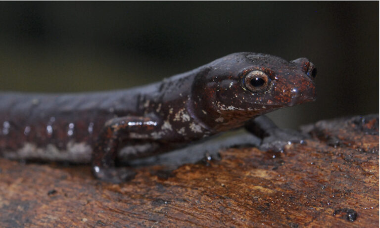 Colombia: descubren nueva especie de salamandra en los bosques nublados ...