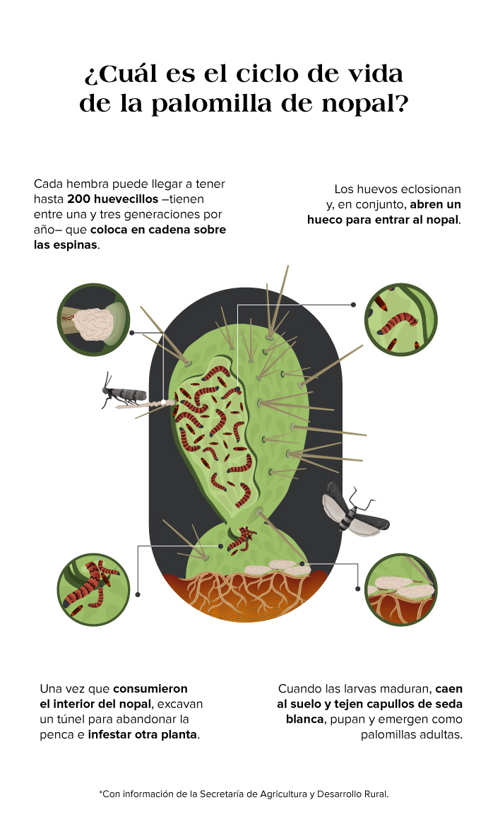 La palomilla que amenaza latentemente a los nopales en México - Pie de ...