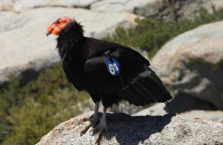 Cóndor de California: el ave que voló lejos de la extinción gracias a ...