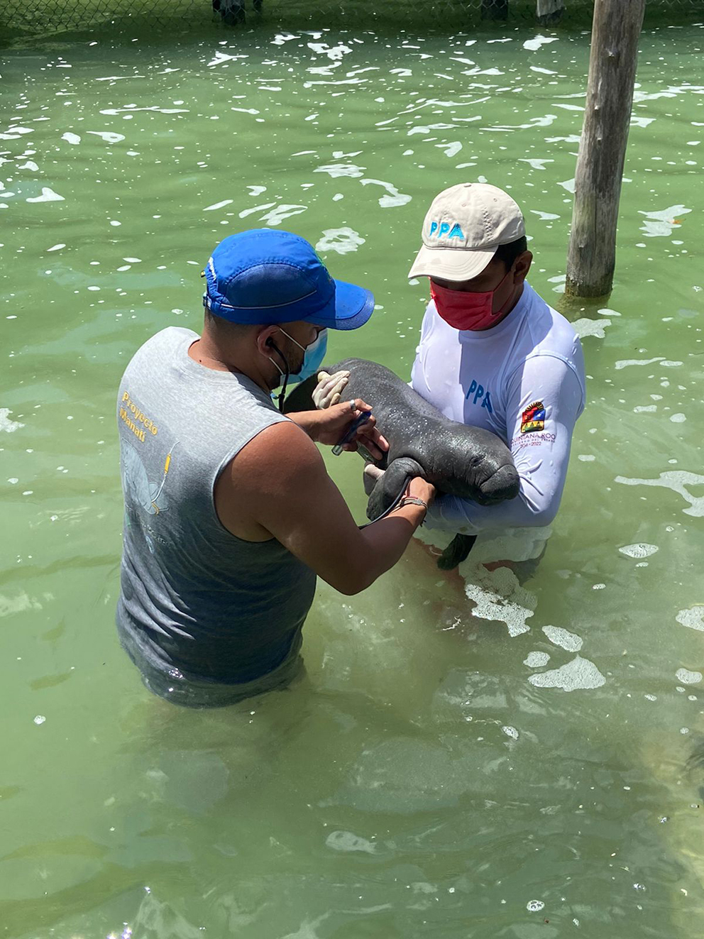 Liberación del manatí antillano Pompeyo trae esperanza para la especie ...