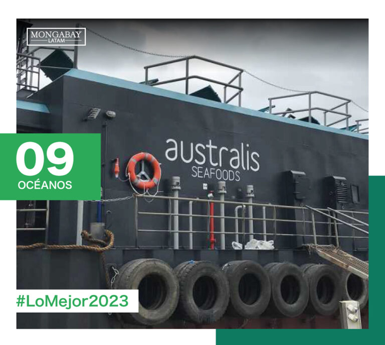 Las 10 historias marinas más impactantes del 2023 en América Latina ...