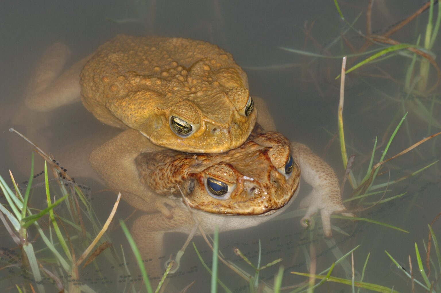 La historia de Concho, el sapo en peligro que aparece en el nuevo álbum ...